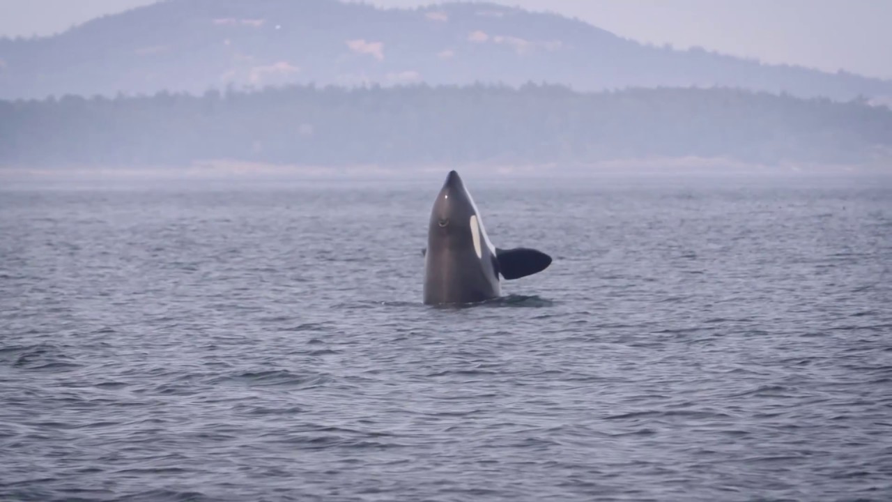 Working with Killer Whales at Sea - YouTube