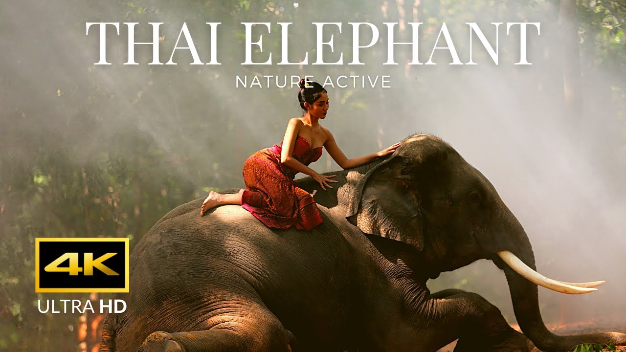 Thai Elephant in 4K UHD Wildlife Asian Majestic Elephant's in Thailand ...