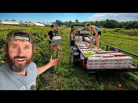 We Expected a Poor Tomato Harvest… Then Had Our Biggest Harvest of the Season