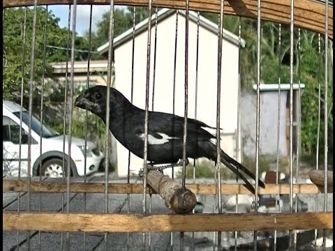 putting my cuban bullfinch in the backyard ,look what came by