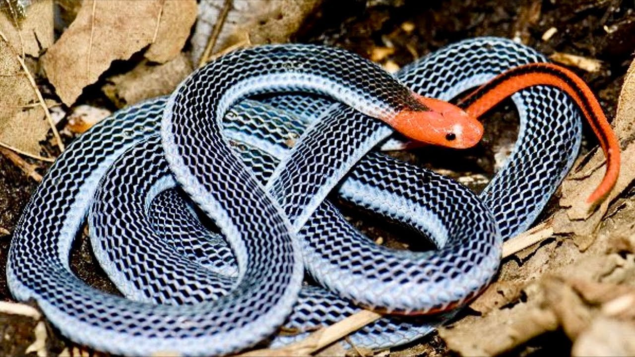 VENOMOUS & Non Venomous Animals, Fish, & Reptiles! - YouTube