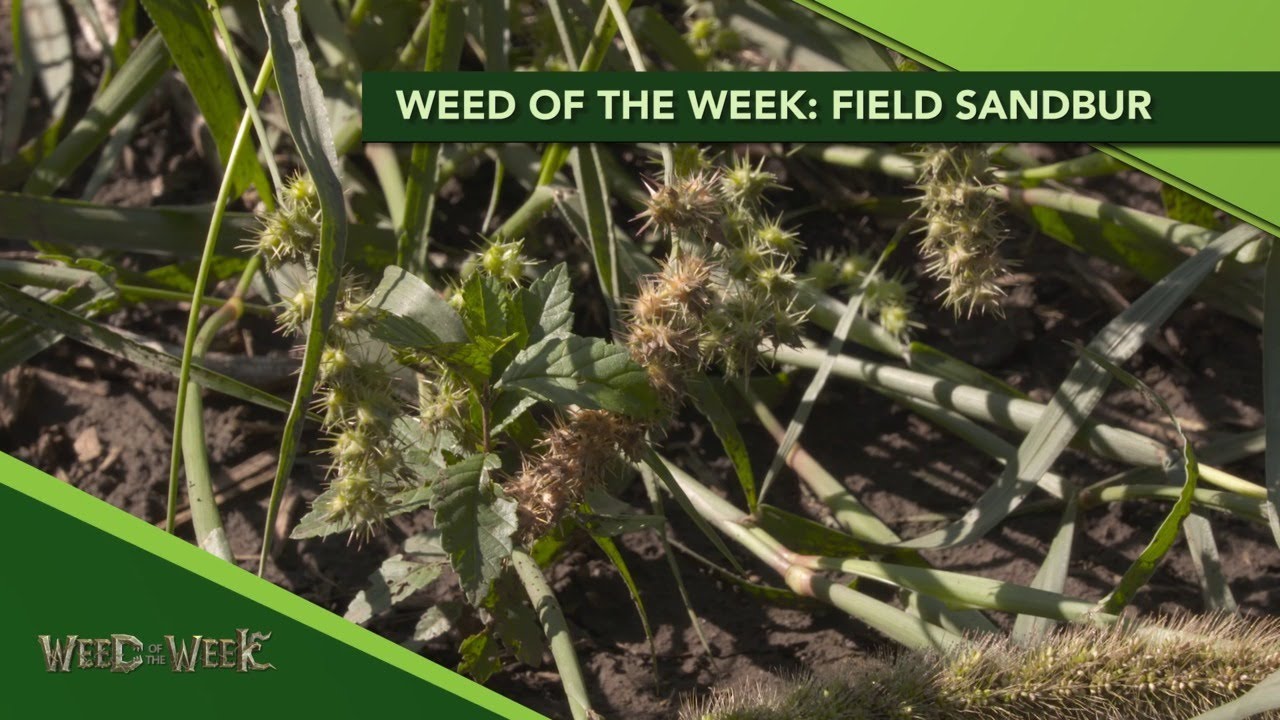Field Sandbur Seed