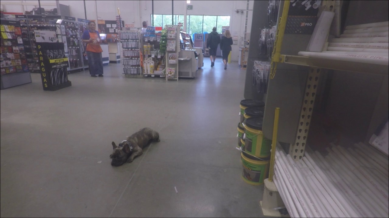 French Bulldog "Graham" l Awesome Transformation l Dog Trainers Hampton ...