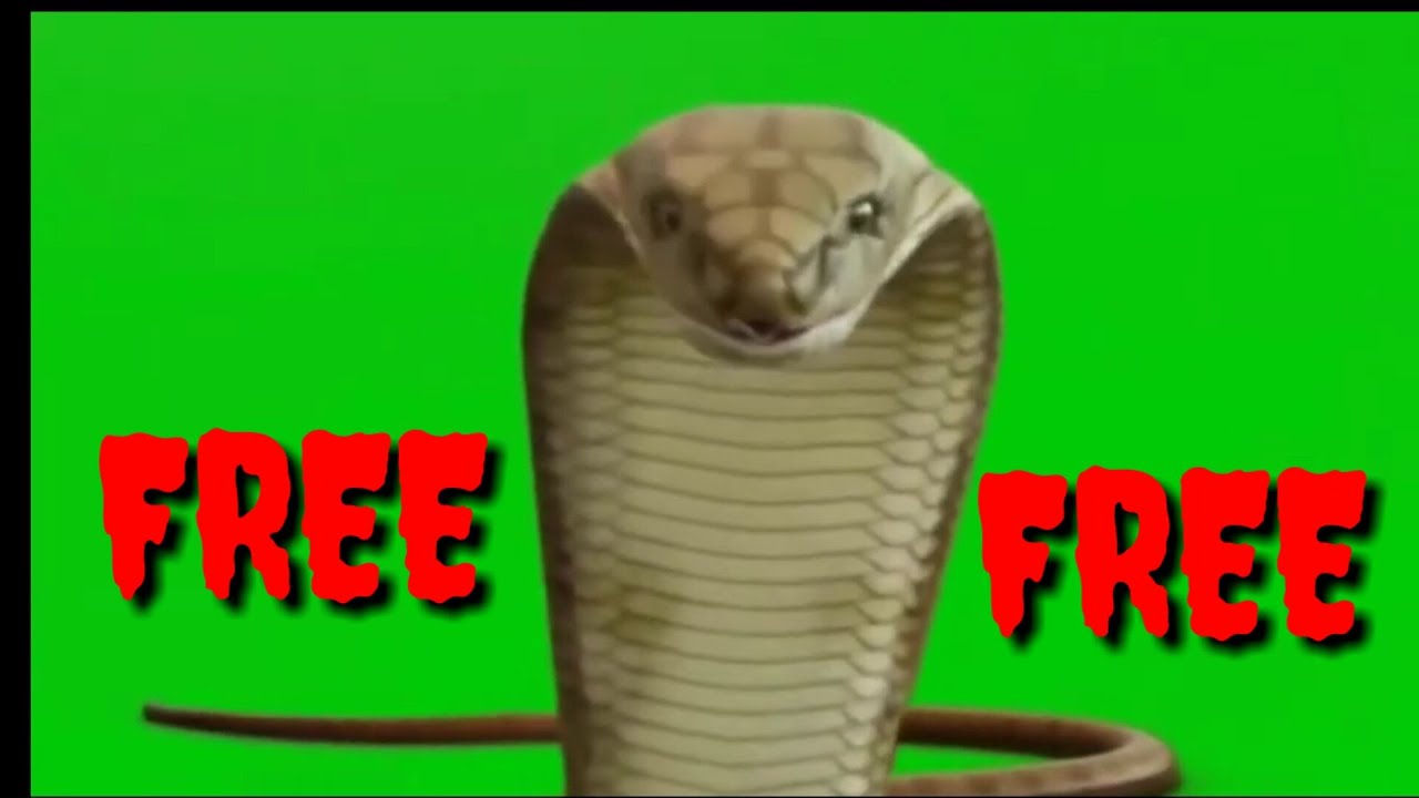 [FREE] Snake Attack Green Screen Video // G FOR GREEN // - YouTube