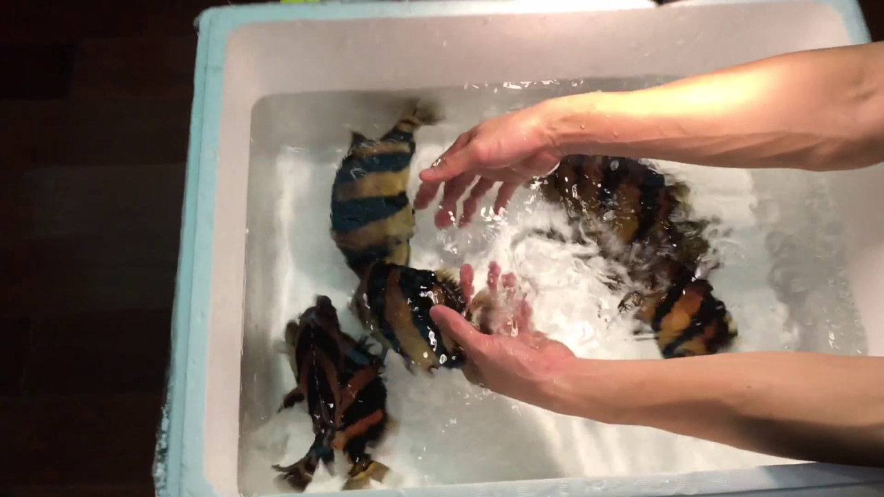 tiger fish tiger fish - YouTube