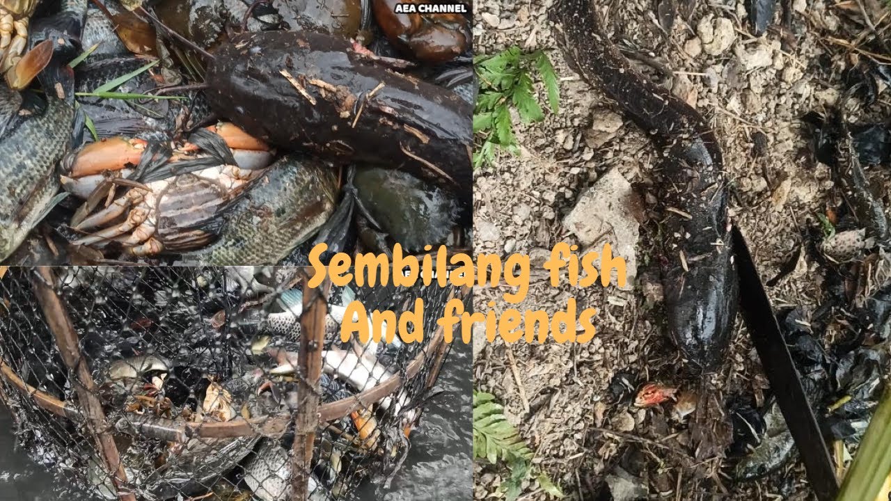 fishing using traditional tools | Sembilang fish,tilapia,crabs,etc ...
