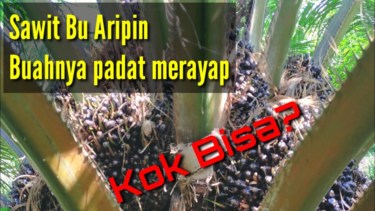 Buah sawitnya mantap Bu Aripin @kopiinspirasi8193 - YouTube