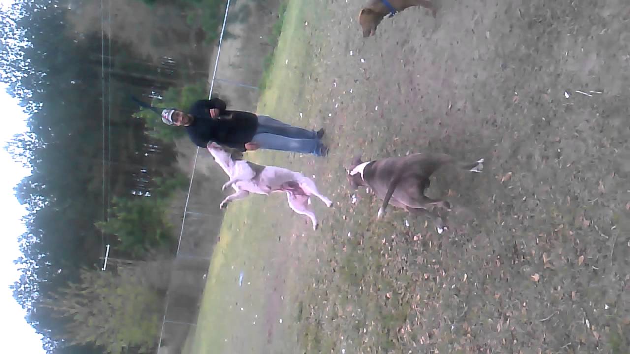 2. dogs hanging from rope - YouTube