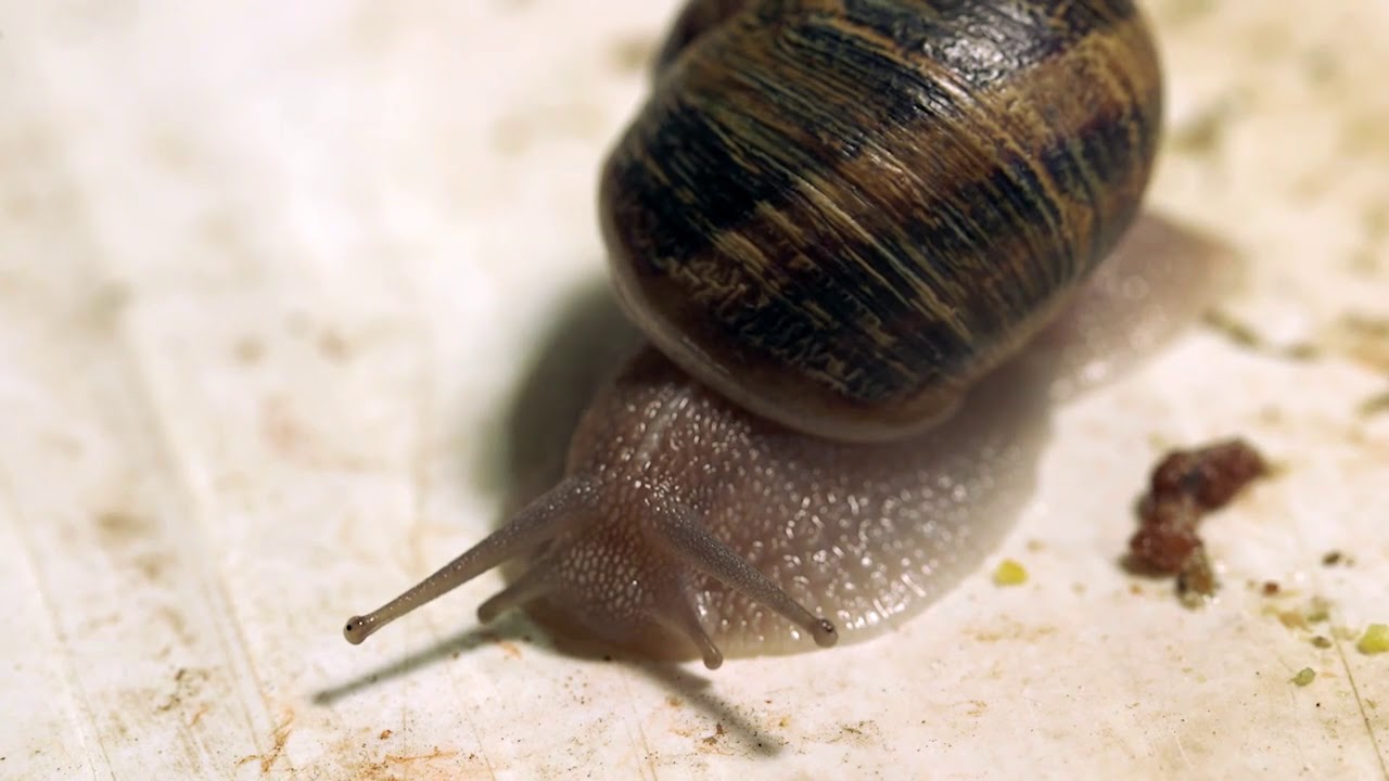 Nisboere 3 | Episode 4 - Slakke - YouTube