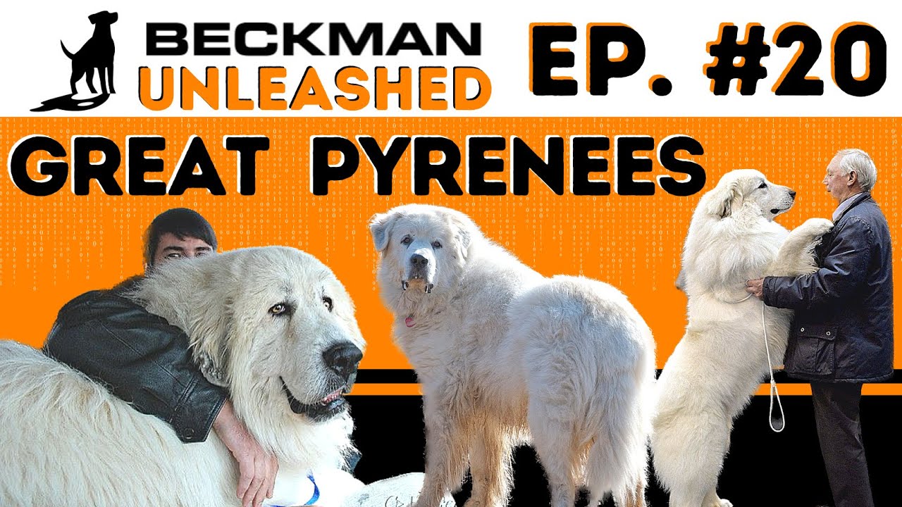Be Strong With Your Dog and Prince Makes An Appearance on the Podcast ...