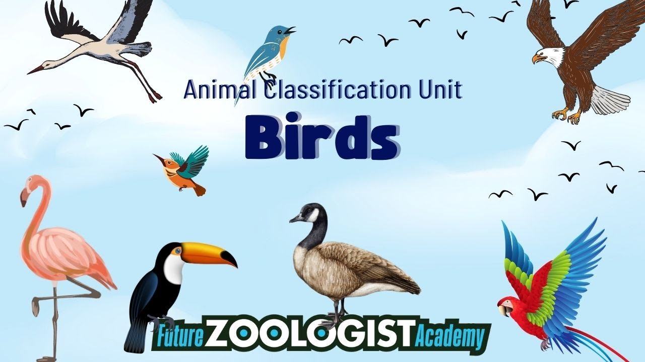 Birds | Animal Classification - YouTube