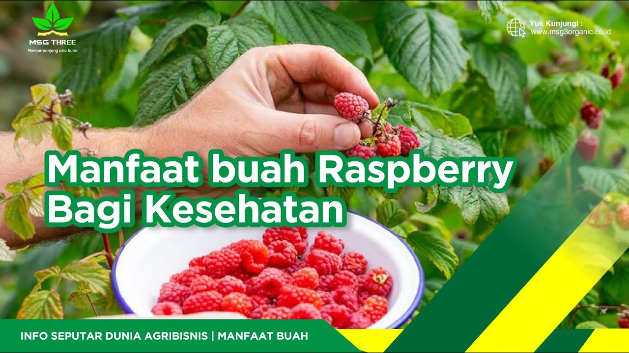 Manfaat Raspberry bagi Kesehatan Tubuh - YouTube