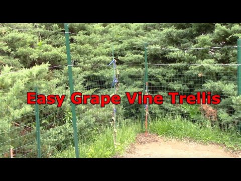 How To Build A Trellis System For Grape Vines - YouTube