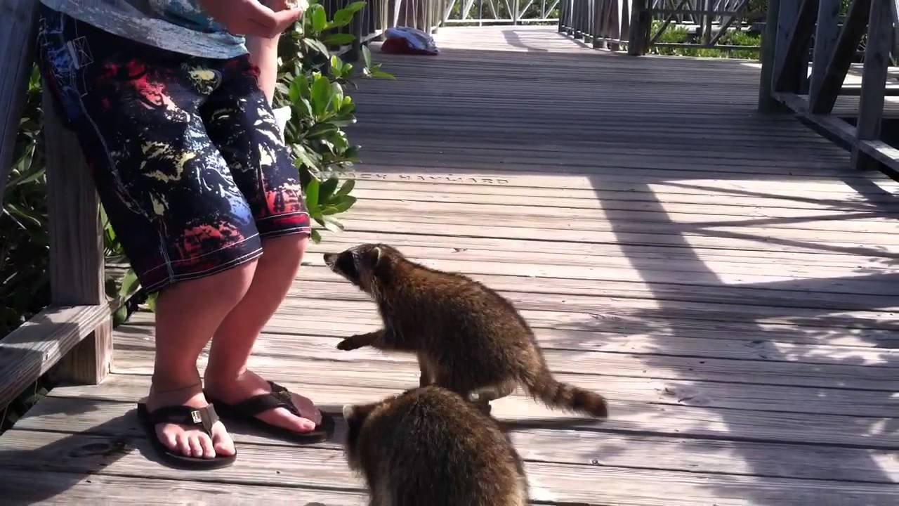 Feeding Raccoons at Lucayan Park, Bahamas - YouTube