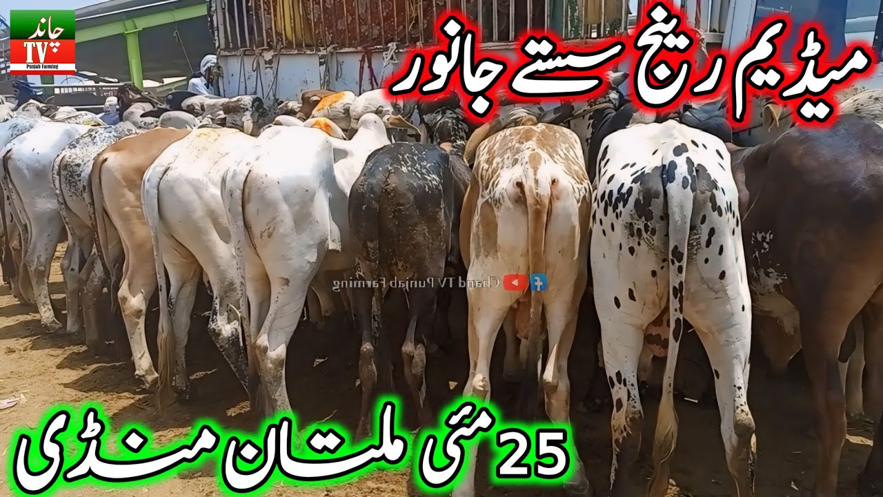 Multan Cow Mandi | Qurbani 2024 | Cholistani Sahiwal Bachre | Cow Mandi ...