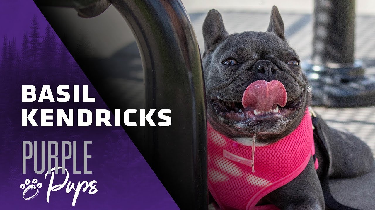 Purple Pups Featuring Eric Kendricks | Minnesota Vikings - YouTube