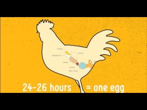 Eggs 101 - Hens: The Making of an Egg