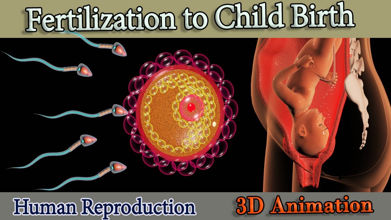 human reproduction Live - YouTube