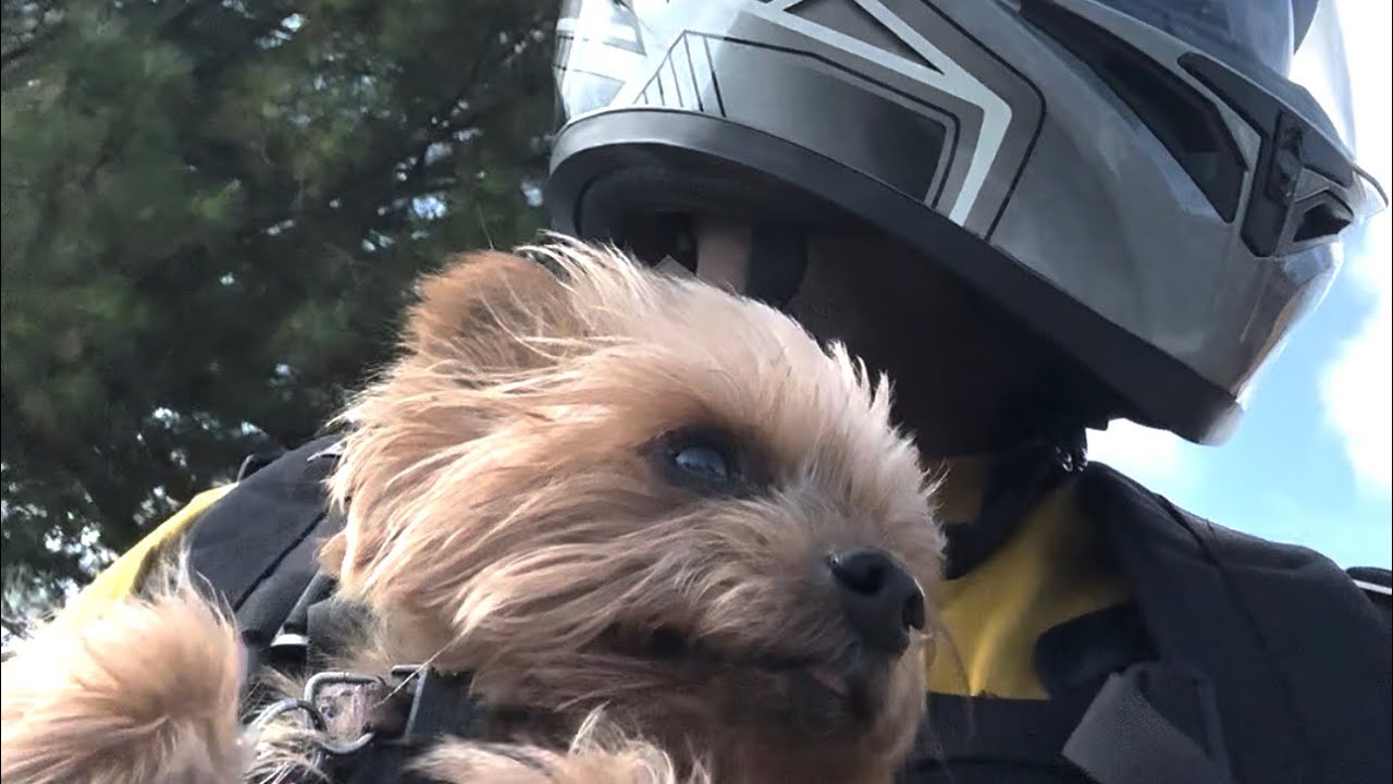 Beanie The Yorkie's First Motorbike Ride - YouTube