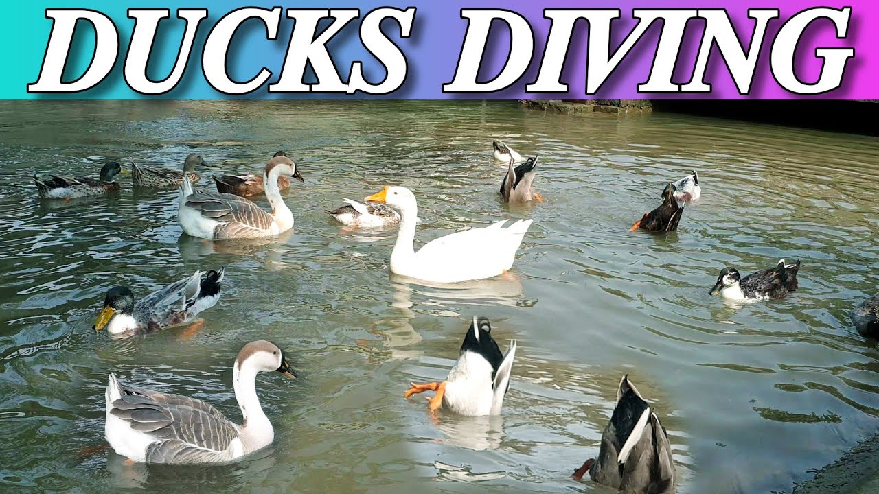 LOVELY DUCKS DIVING IN WATER ️🤩|Animals Birds Like - YouTube