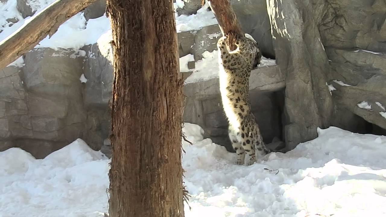 #2-5 Jan 2014 Snow leopard at Maruyama Zoo, Sapporo, Japan - YouTube