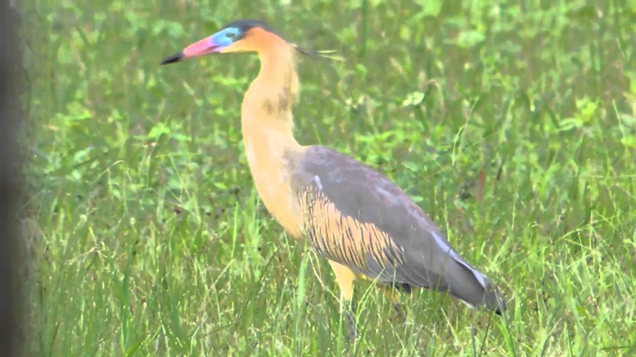 Aves de Venezuela – Aves de Barinas - Garza Silbadora - Syrigma ...