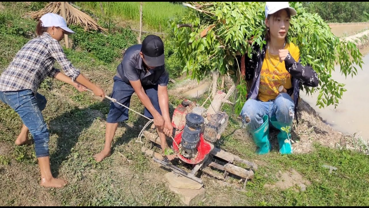 harrowing the fields to prepare for planting new rice and clearing the ...