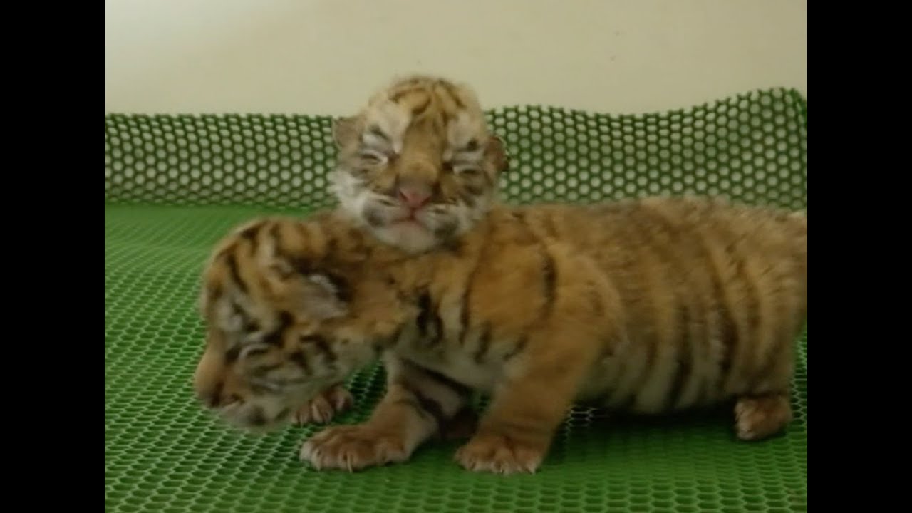 28 New Siberian Tiger Cubs Born in Northeast China Park - YouTube