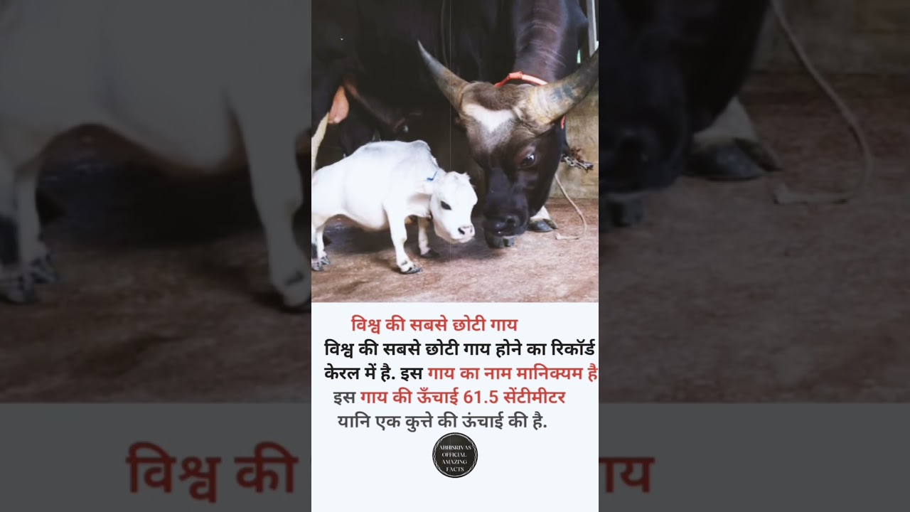 Manikyam cow World Smallest Cow #world #knowledge #gk #facts #trending ...