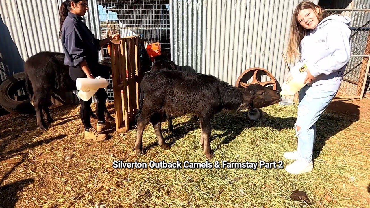 Epic Easter Adventure-Silverton Outback Camels & Farmstay Part 2 - YouTube