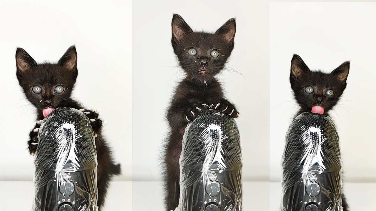 ASMR Kitten eating creamy treat on Microphone - YouTube
