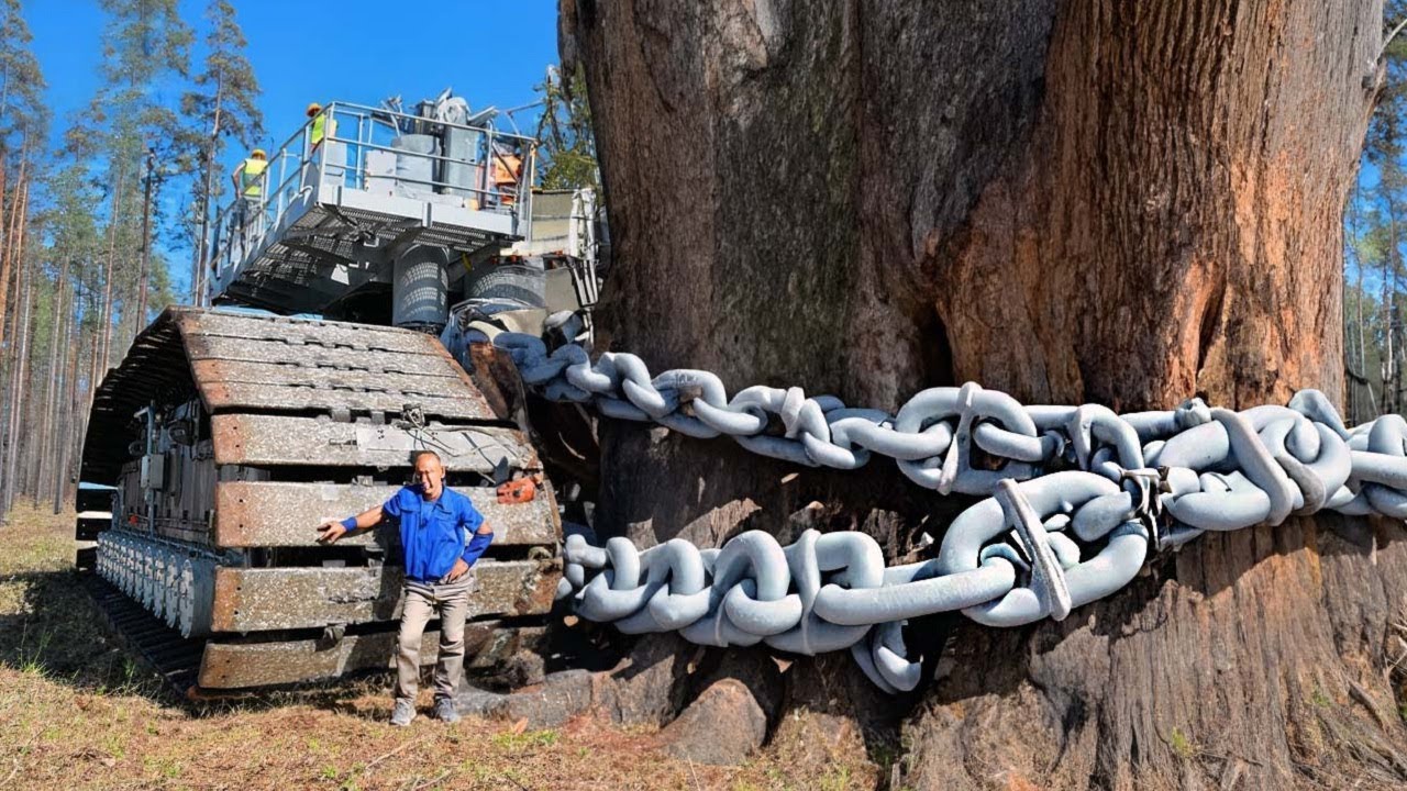 Dangerous Fastest Powerful Tree Removal Machines, Heavy Timberjack ...