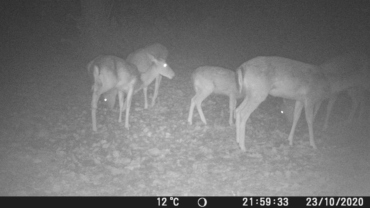 Ole 3 Legs Oct 2020 - YouTube