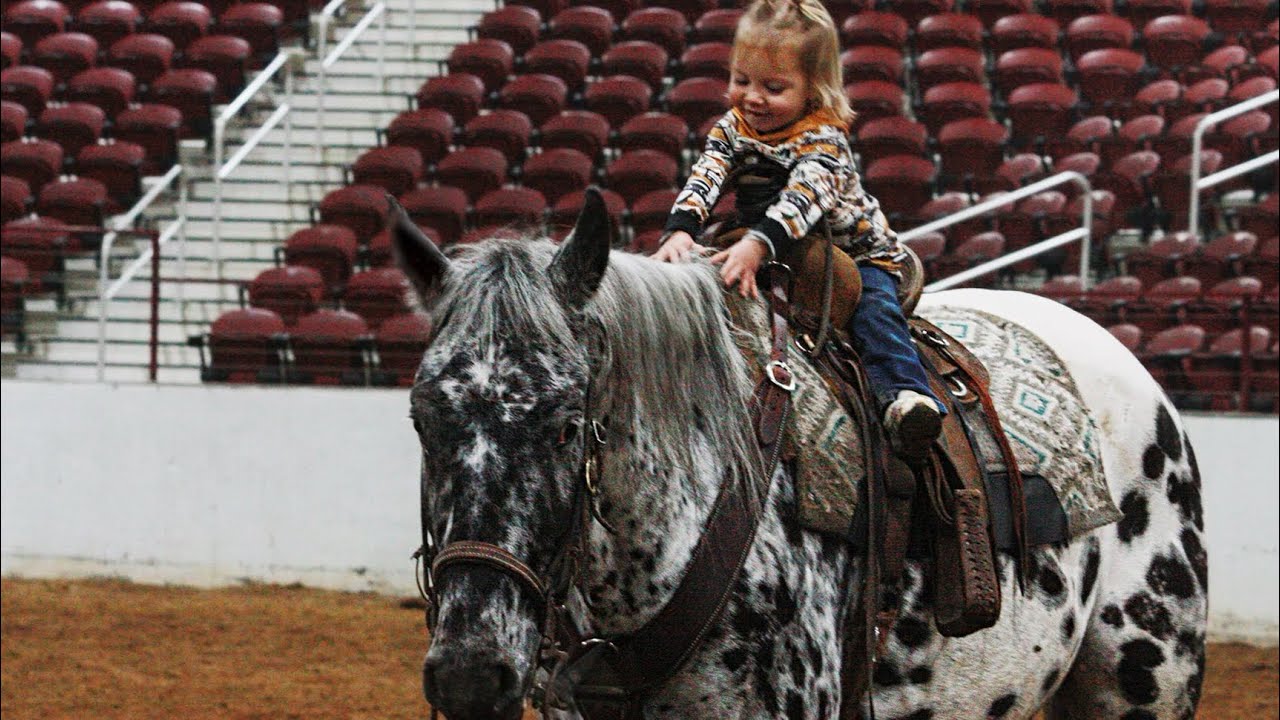 Ghost, 2019 ApHC Gelding - YouTube