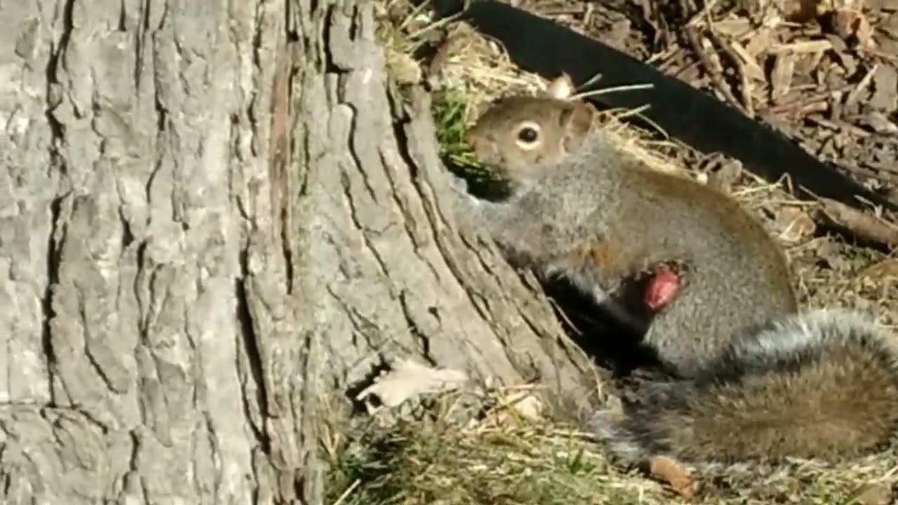 Feeding An Injured Squirrel And One That Has Mange YouTube Feeding An Injured Squirrel And One That Has Mange YouTube