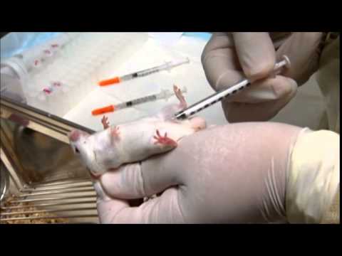 Mouse injected with cocaine and cocaine vaccine test - YouTube