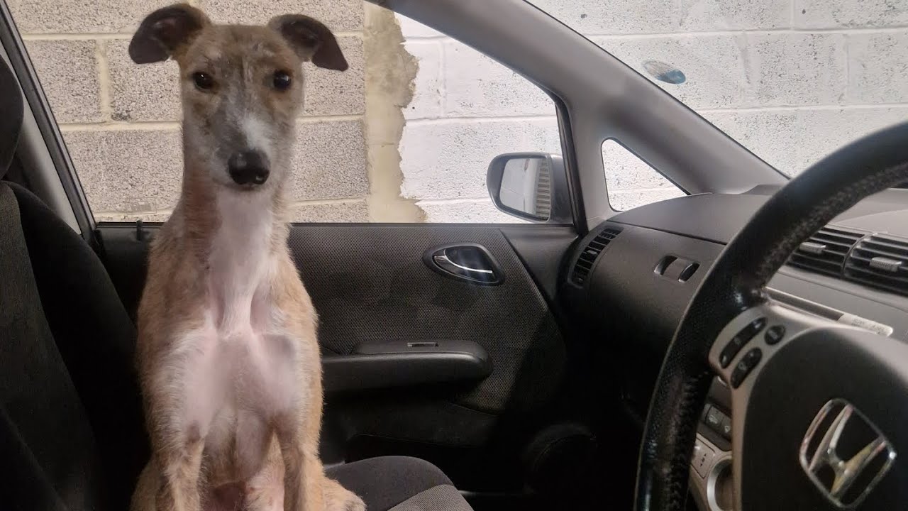 Update! Automatic C4 Fixed And My Dog Loves The Honda Jazz! - YouTube