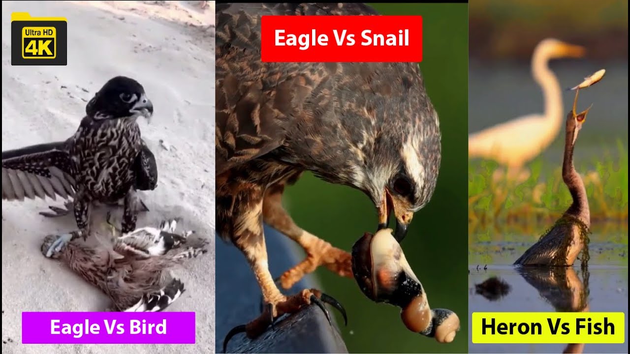 Eagle Vs Bird Fight Eagle Vs Snail Eating Prerikokoj Dancing Little ...
