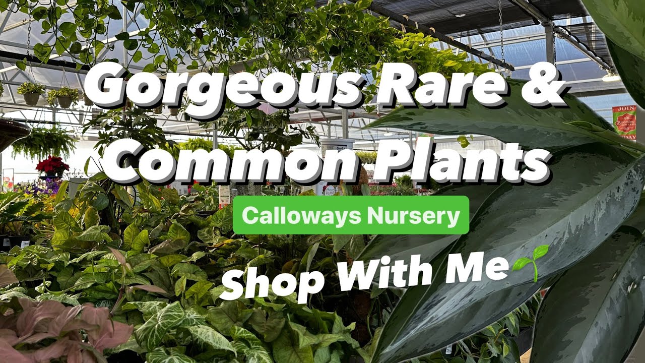 Plant Shopping for Rare and Common Plants Calloway's Nursery Prosper Texas - YouTube