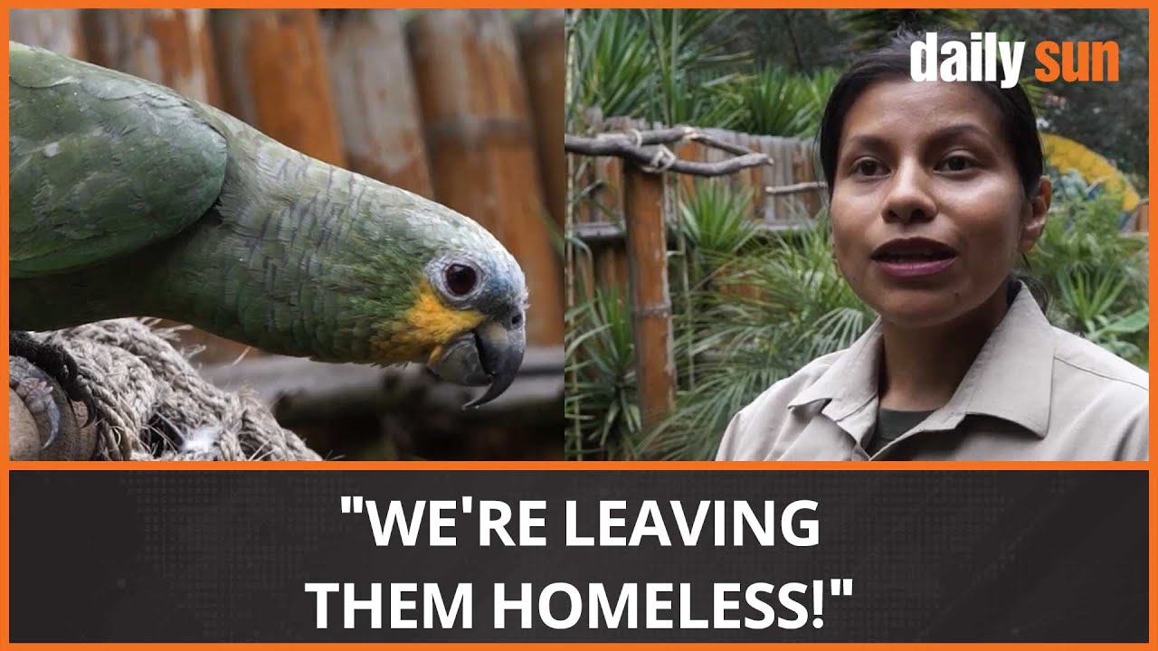 Birds at Risk as Tree-Cutting for Palm Sunday Sparks Concern | Plum ...