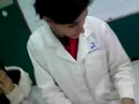 Dissection de poisson en cours d' Svt (fish dissection) - YouTube