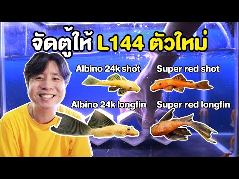 จัดตู้ปลาให้ L144 ตัวใหม่บอกเลยว่าสวยมาก!! (อยากได้ L144 ครบทุกตัวจัง ...