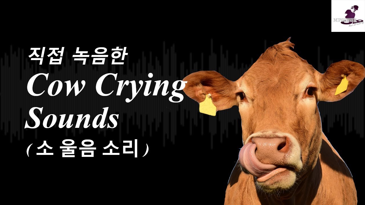 [무료효과음] 소 음메 하는 소리/Cow crying Sounds/牛, วัว, корова, Kuh, vaca ...