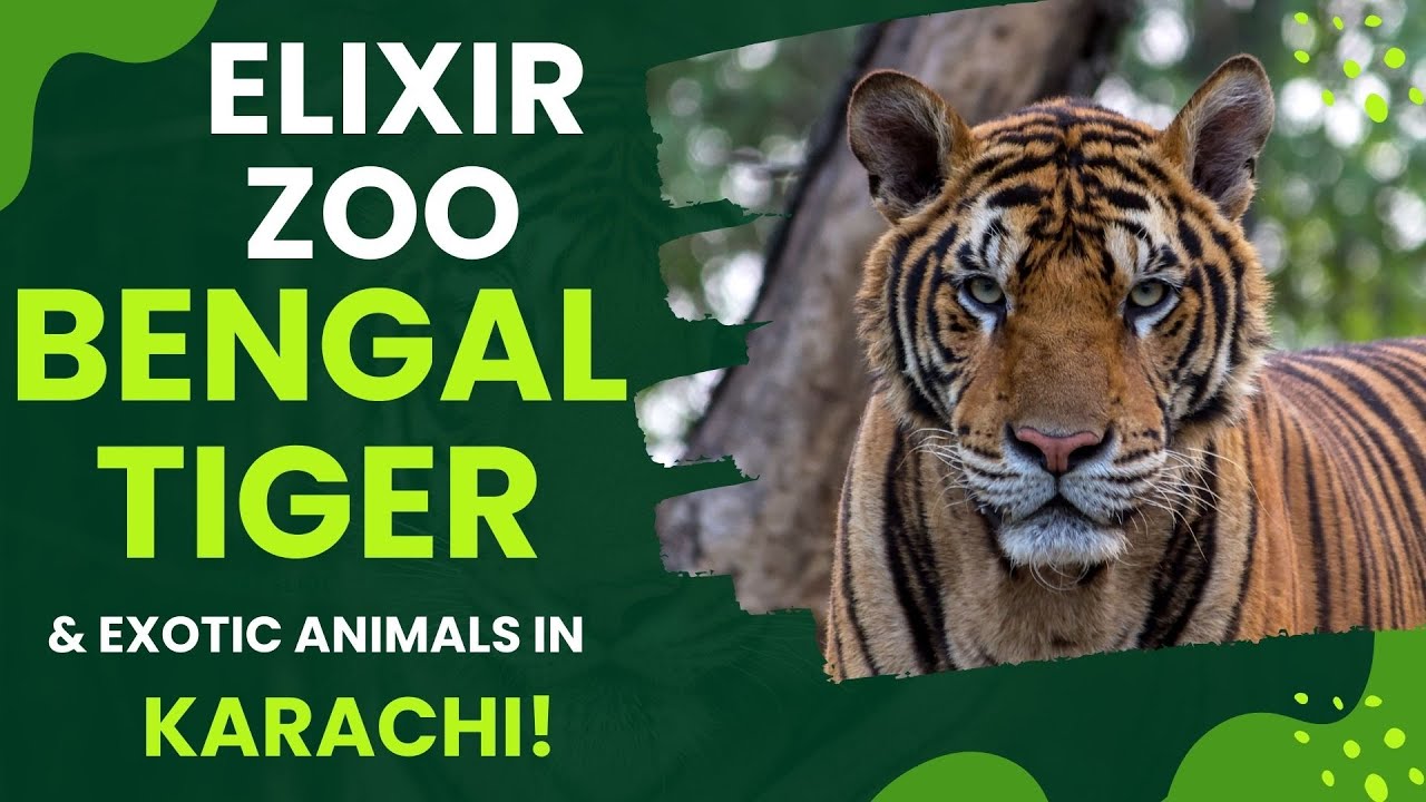 Karachi Elixir Zoo Bengal Tiger– & Exotic Animals Pakistan! - YouTube