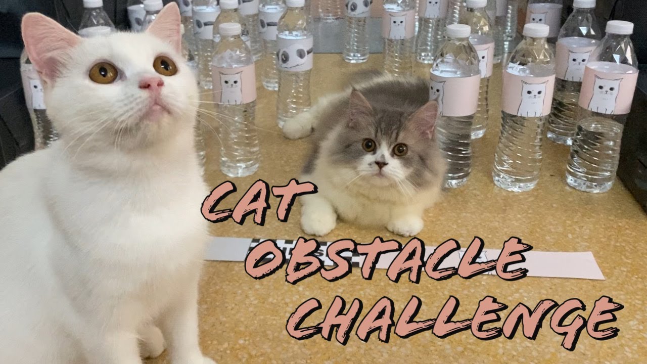 Cat Obstacle Challenge - YouTube