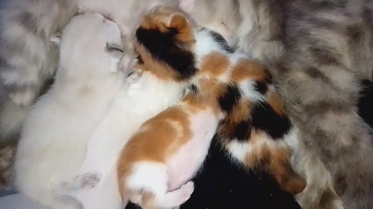 Strong kitten suckling - YouTube