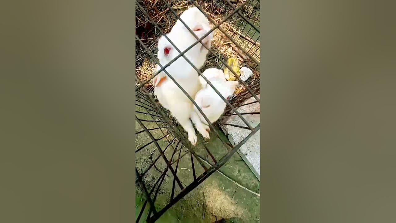 দু-ভাইয়ের গল্পের। #cartoon #moralstories #mohavabna #শিক্ষণীয়_ভিডিও #facts #unfrezzmyaccount ...