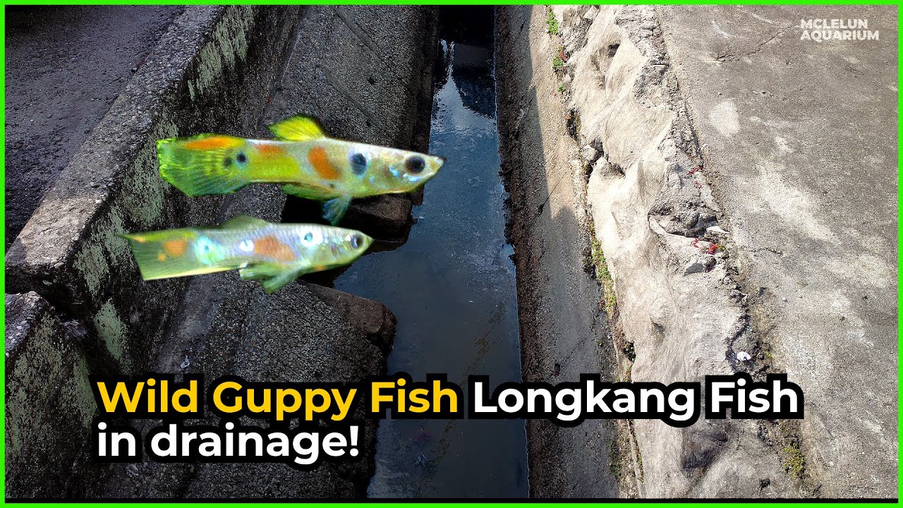 Wild Guppy longkang fish in drainage!! - YouTube