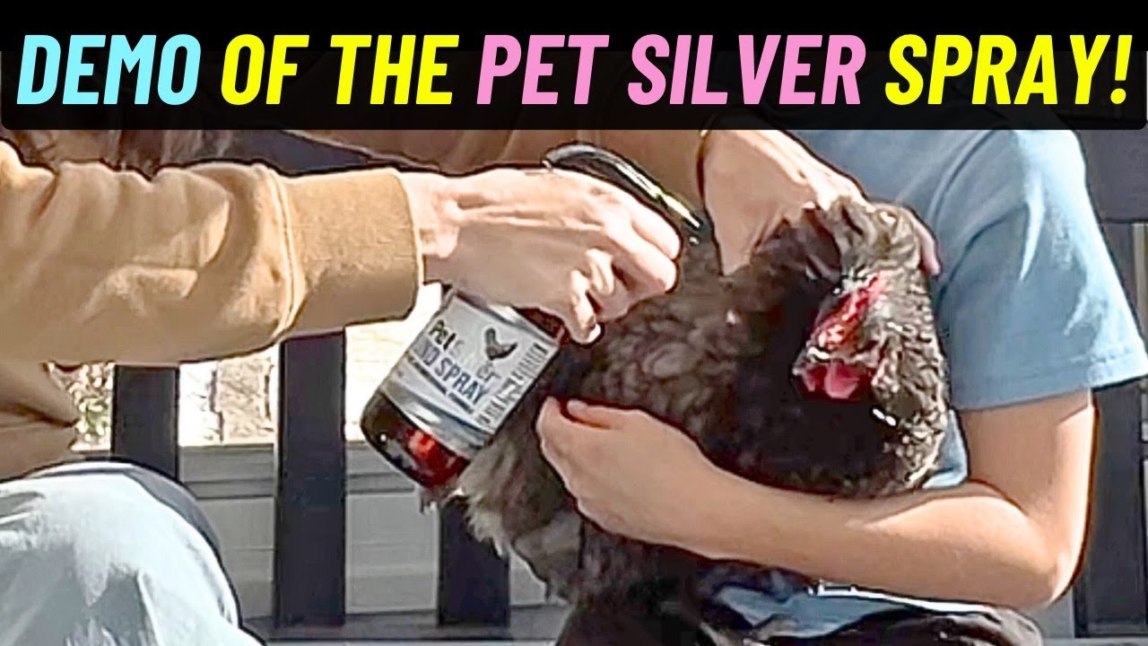 Petsilver Chicken Spray - Homeopathic Option for your Chicken First Aid ...