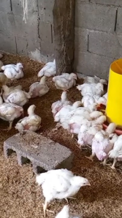 Día 26 pollos cobb 500 #pollosengorde #avicultura - YouTube